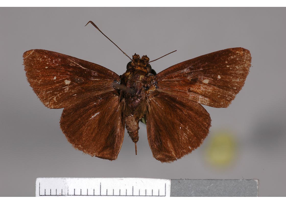 Lychnuchus ponka (type specimens)